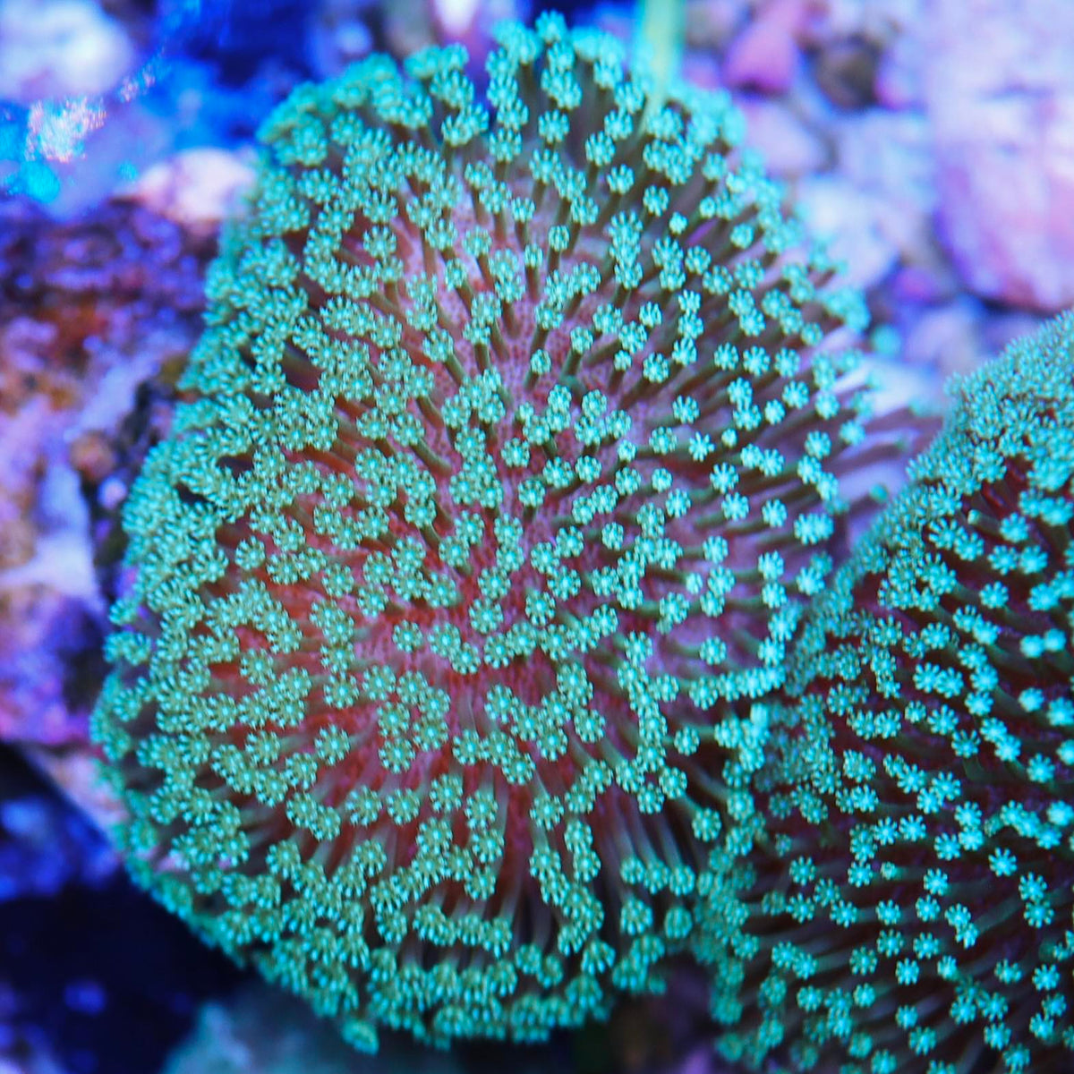 Blue tip Toadstool Leather – Seattle Corals