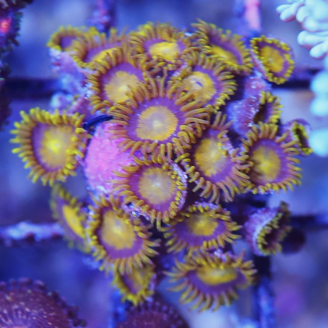 King Midas Zoa – Seattle Corals