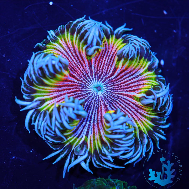 Seattle Corals