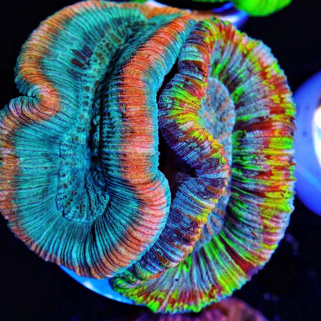 Seattle Corals