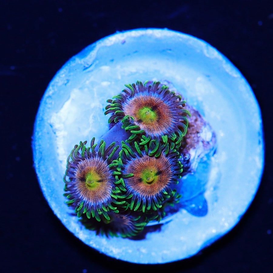 Seattle Corals