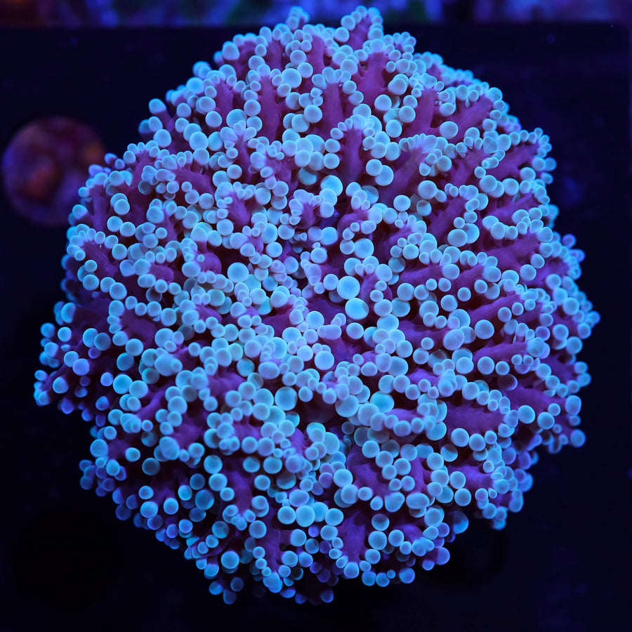 Seattle Corals