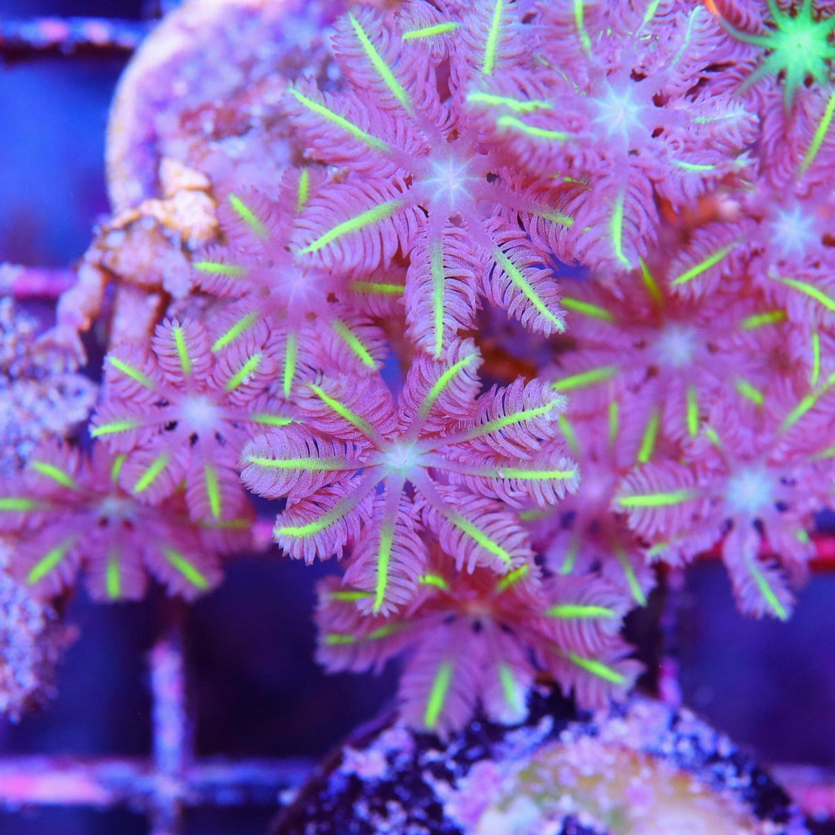 Yellow Clove polyp – Seattle Corals