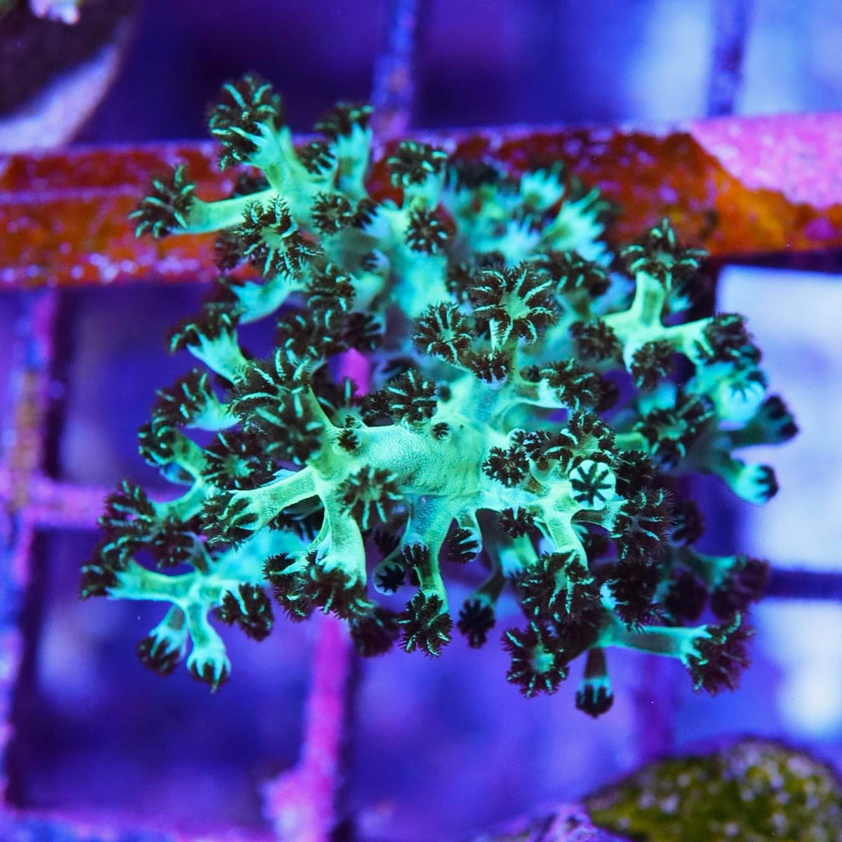 Neptea Leather – Seattle Corals