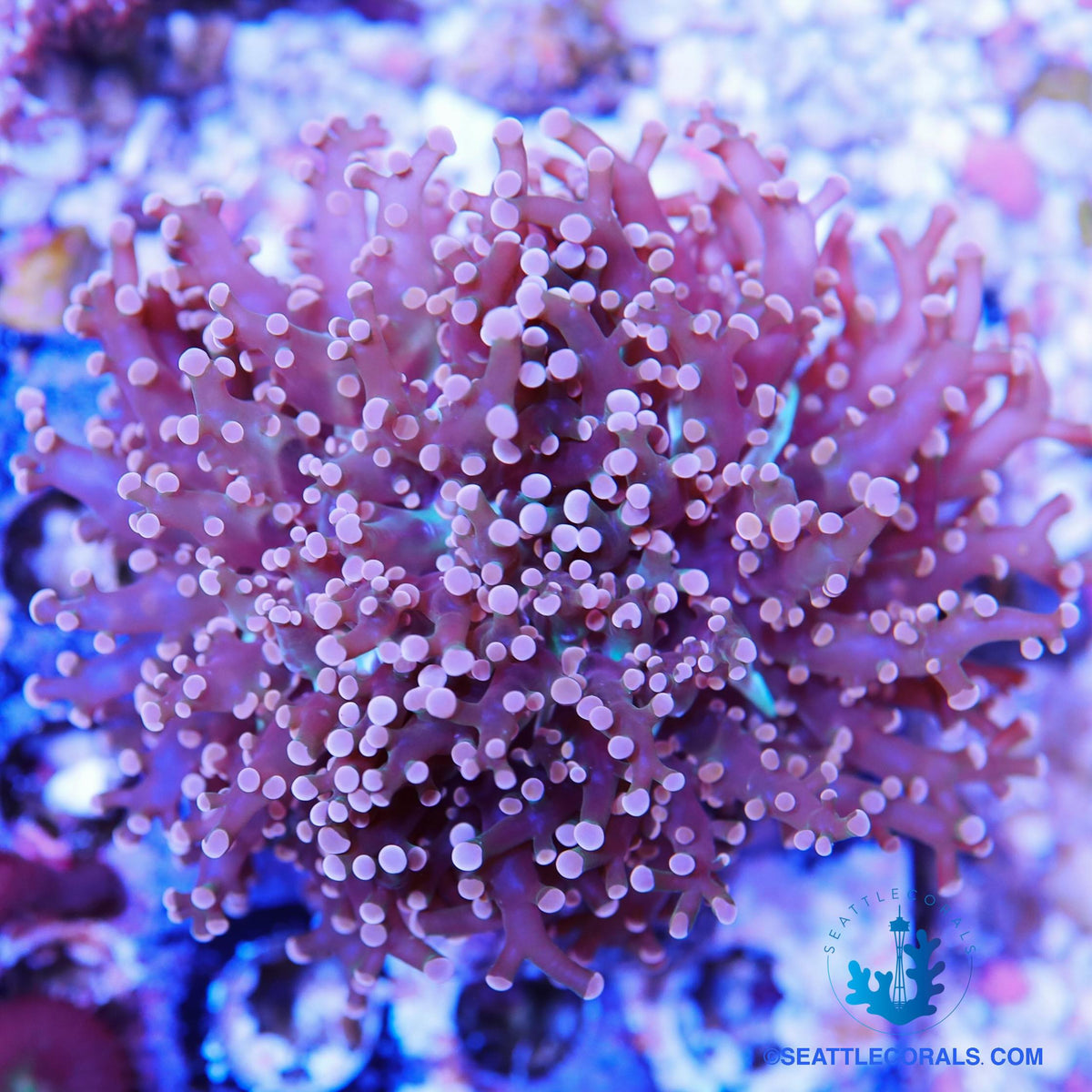 Orange Frogspawn Aquaculture XL Branching – Seattle Corals