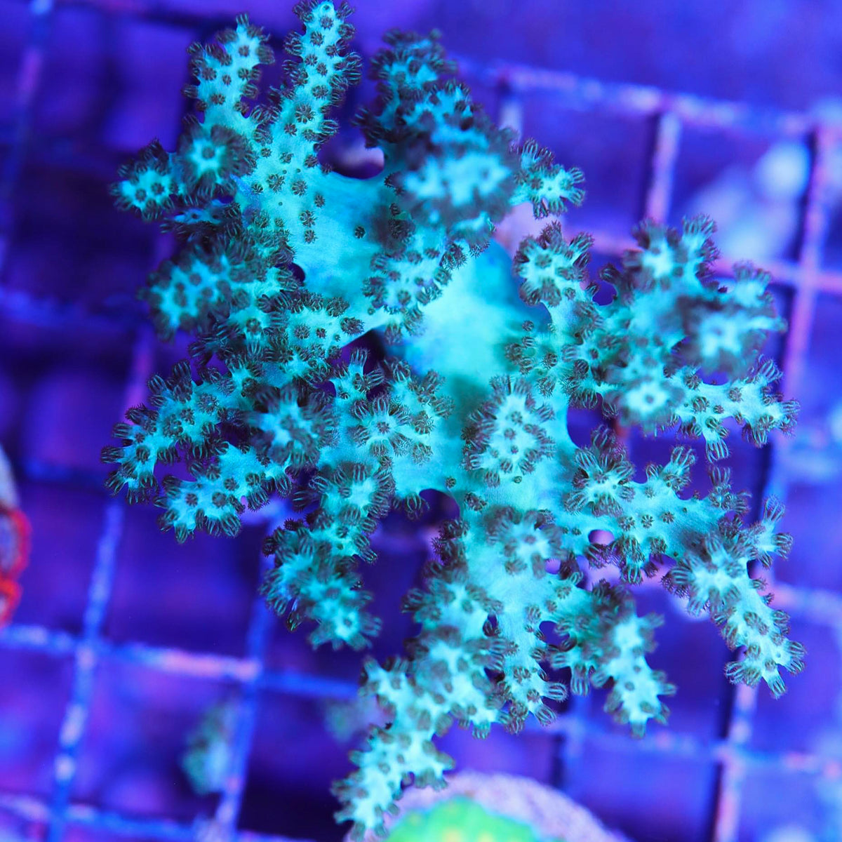 Sinularia Leather Purple tip – Seattle Corals