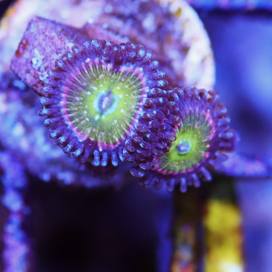 Collector Rainbow Zoa – Seattle Corals