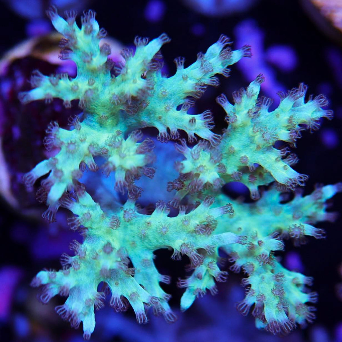 Purple Tip Sinularia Leather – Seattle Corals