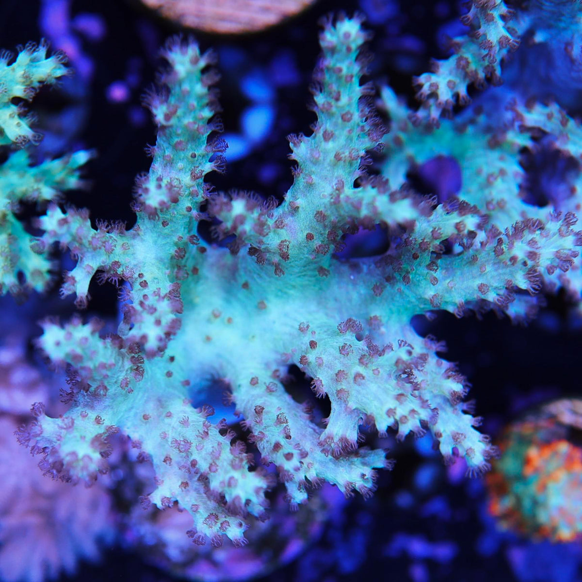 Purple Tip Sinularia Leather – Seattle Corals