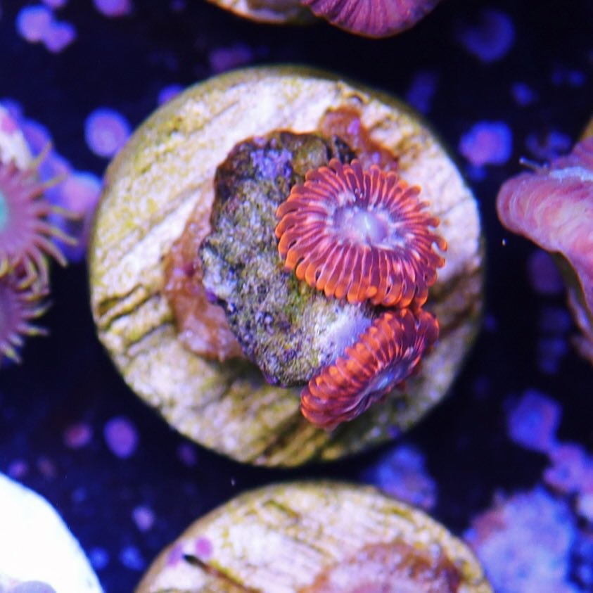 Utter Chaos Zoa – Seattle Corals