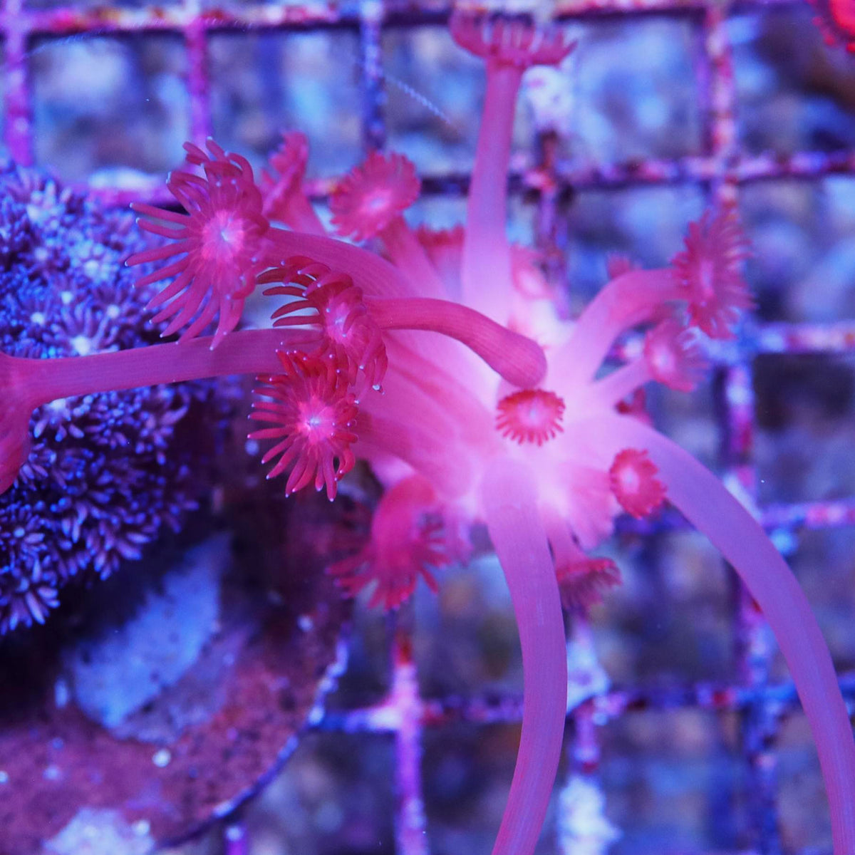 Pink Goni Tank Grown – Seattle Corals