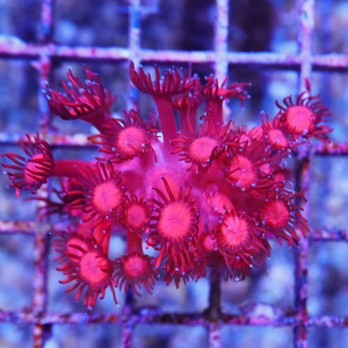 ORA Tank Grown Goni – Seattle Corals