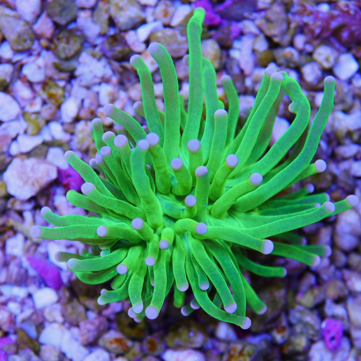 Pink Tip Torch – Seattle Corals