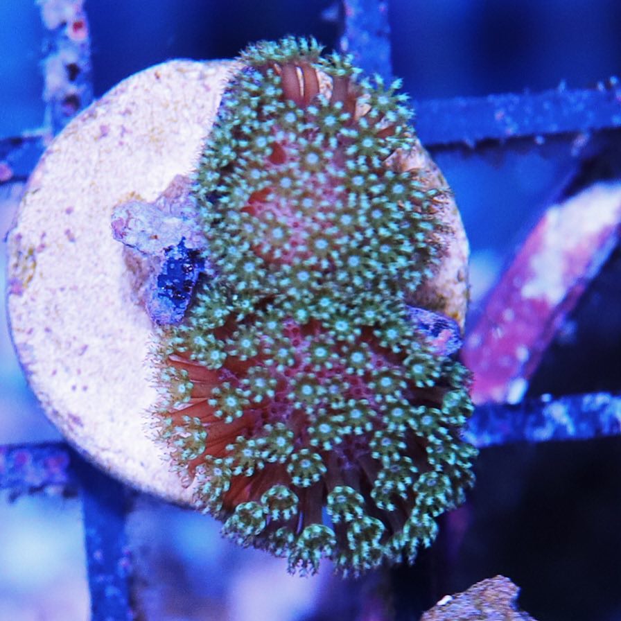 Toadstool Loather Tank Raised Flower head – Seattle Corals