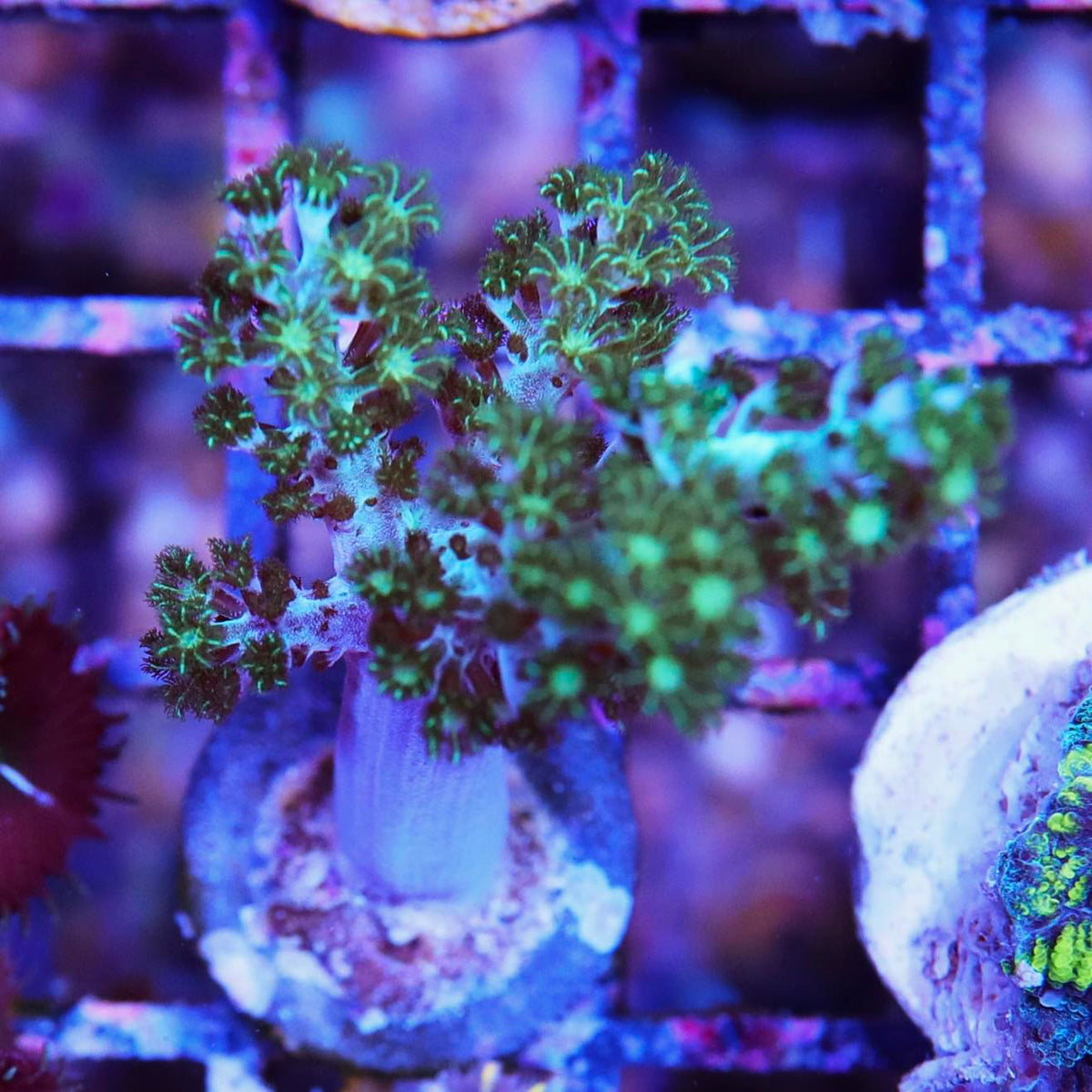 Nepthea leather Purple Base – Seattle Corals