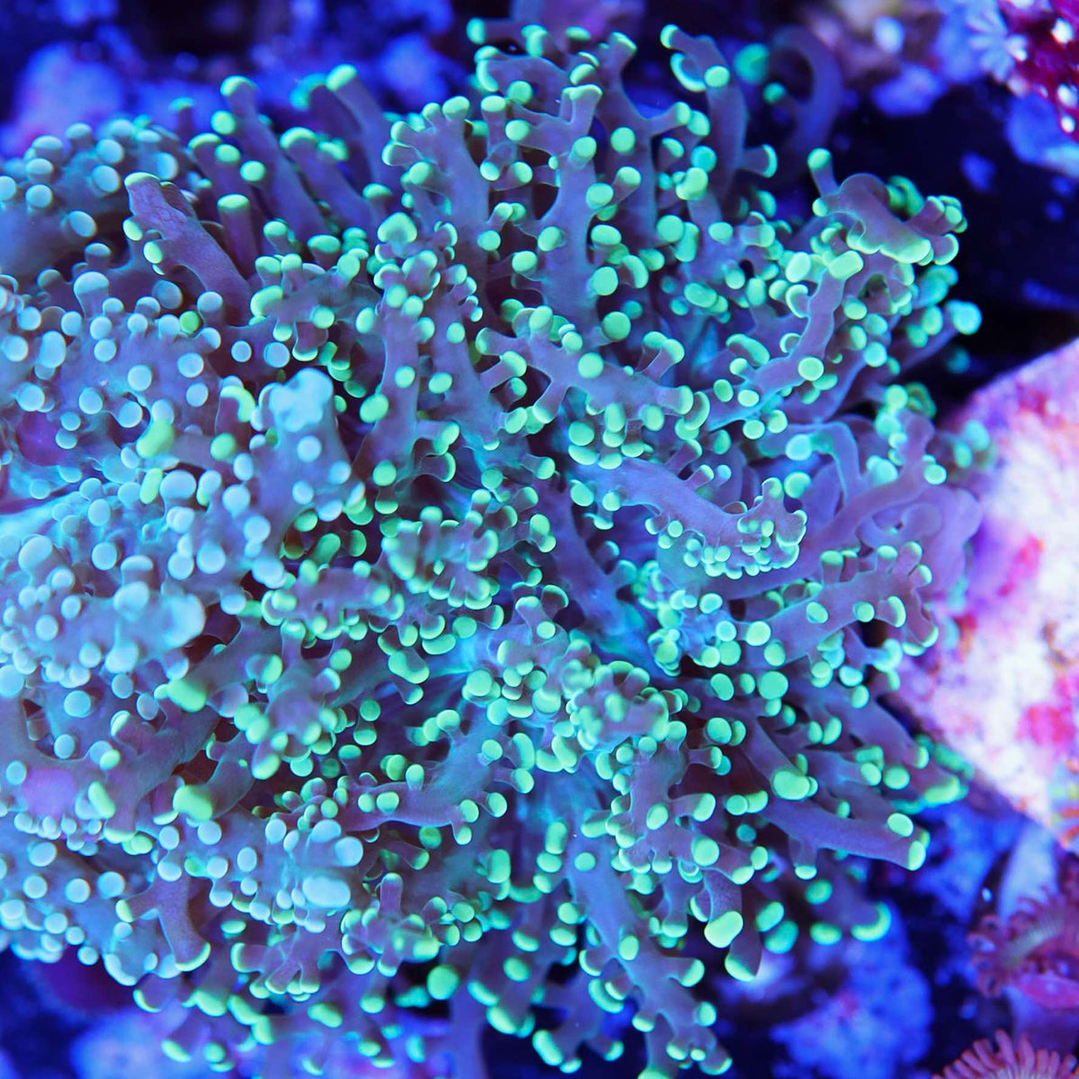 Octo Green Tip – Seattle Corals