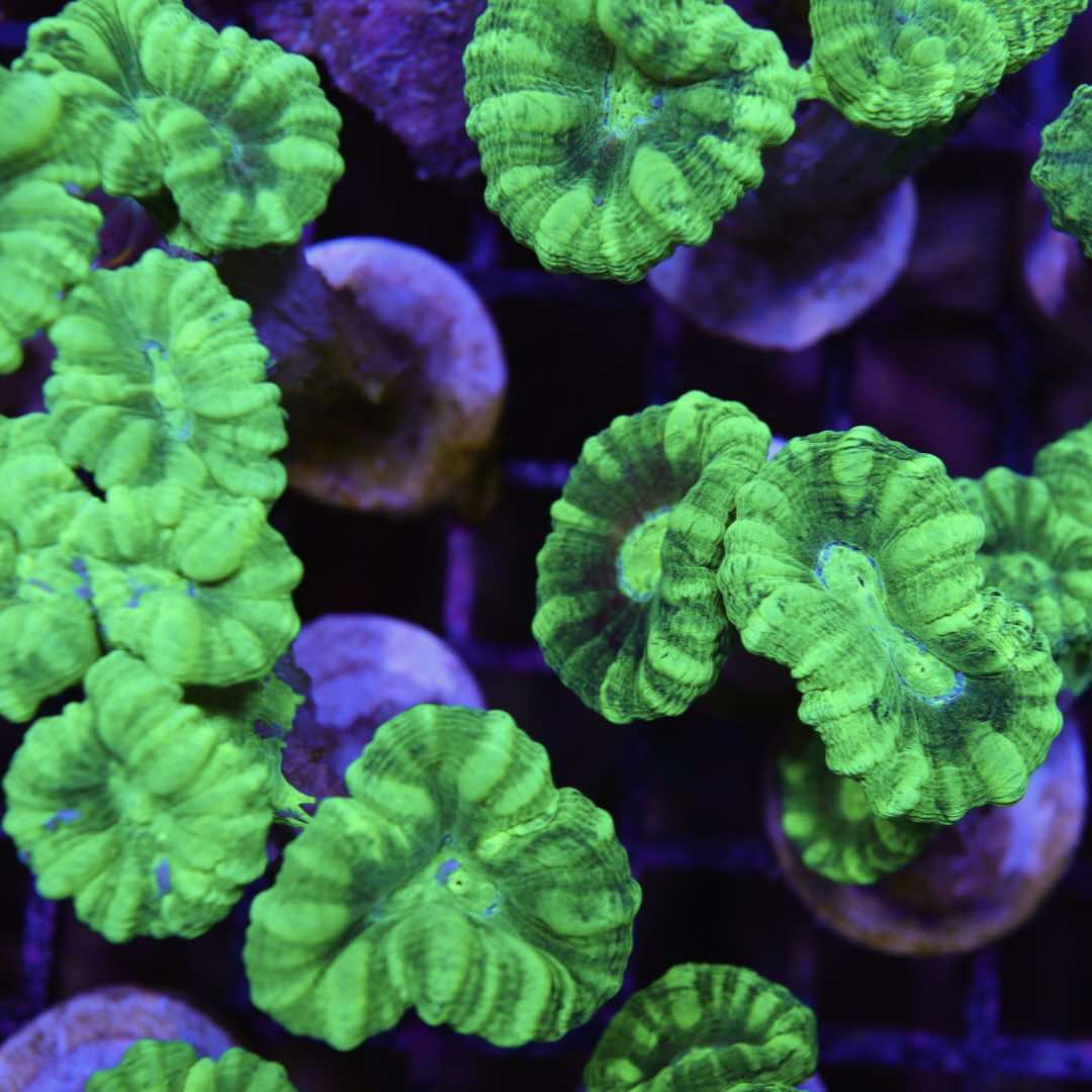 Candy Cane Assorted Frag – Seattle Corals
