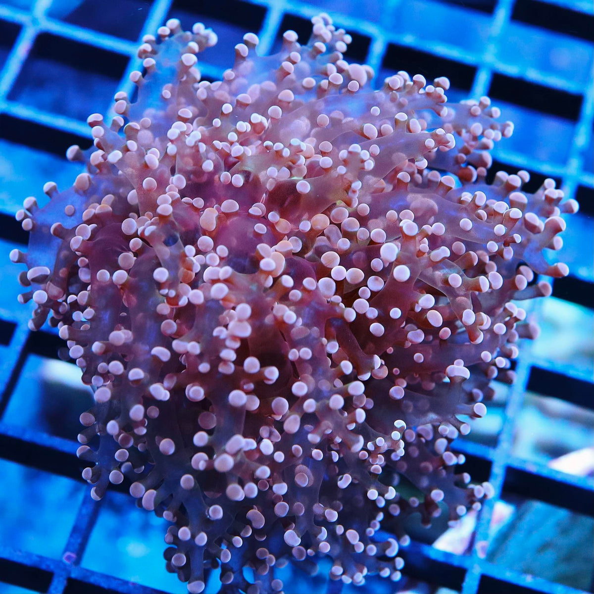 Orange Frogspawn – Seattle Corals