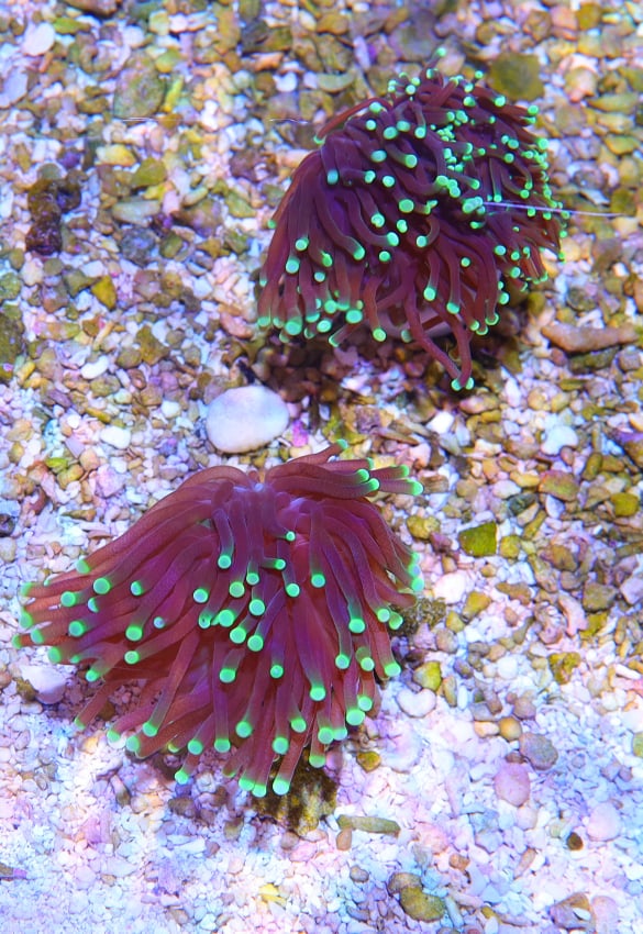 Green Tip - Faded Torch - One Assorted Frag – Seattle Corals