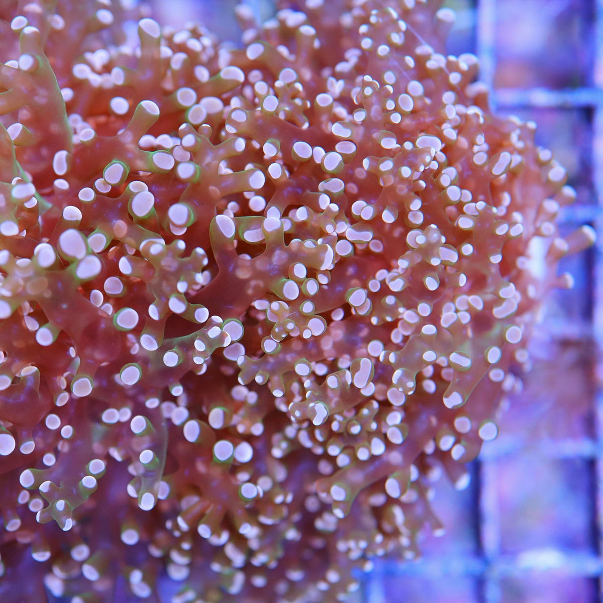 Frogspawn - Branching Orange (XL Head) – Seattle Corals