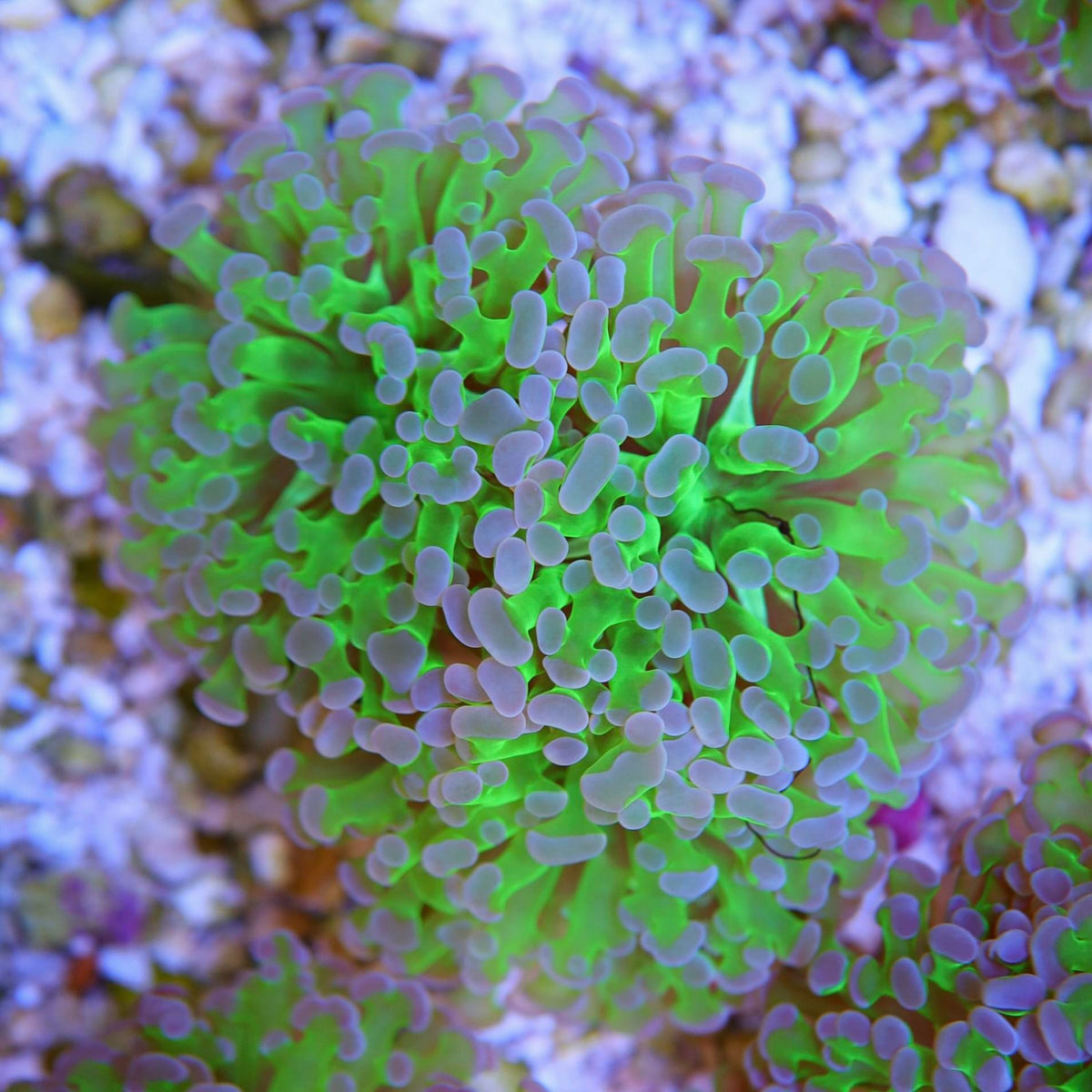 Seahawks Frog Tank Grown (2-3Heads) – Seattle Corals