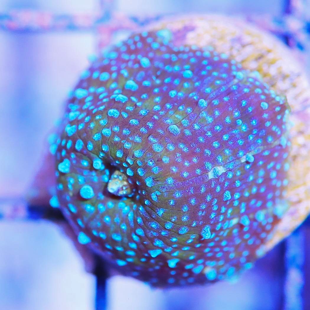 Bubble Gum Collector Mushroom – Seattle Corals