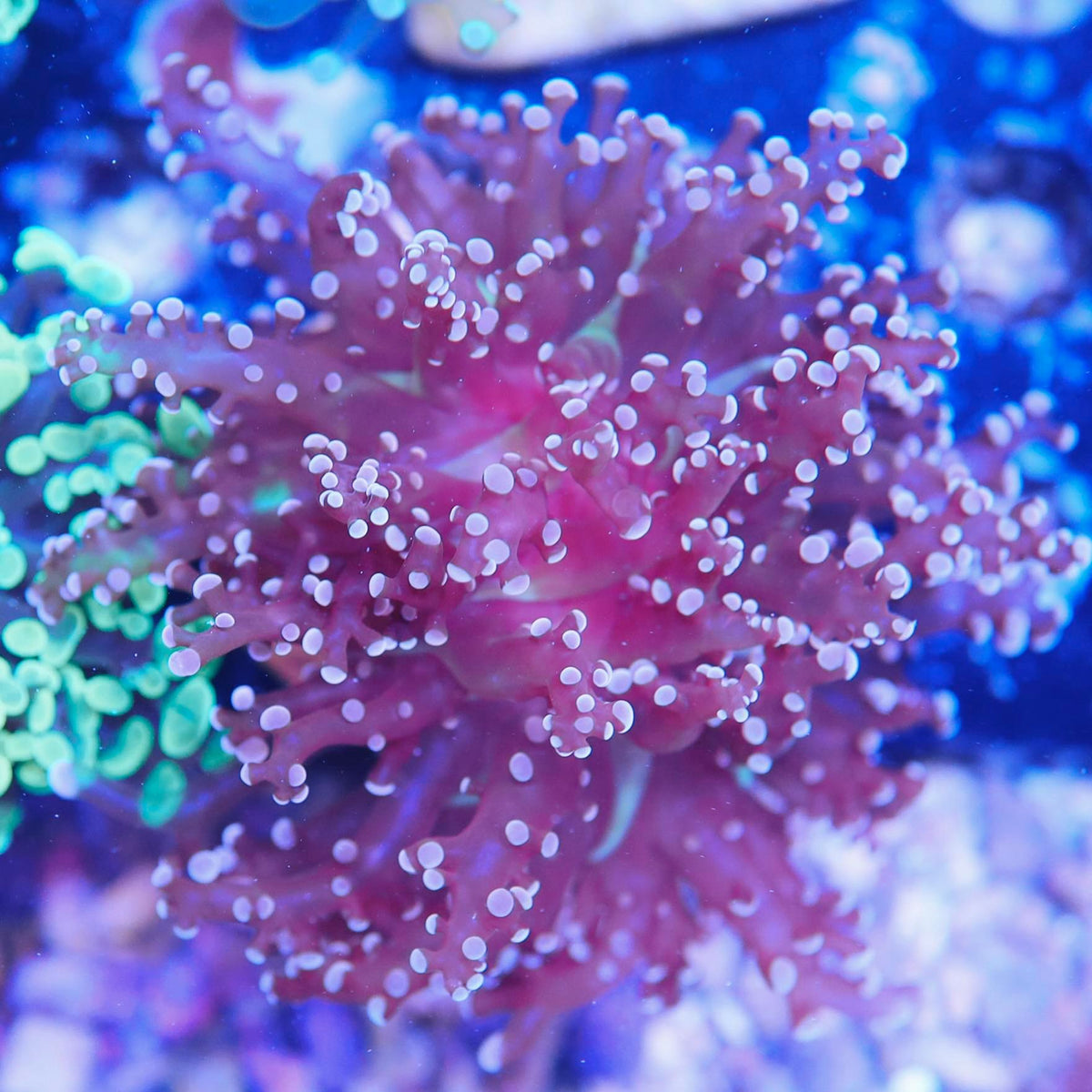 Orange Branching Octo Green Eye – Seattle Corals