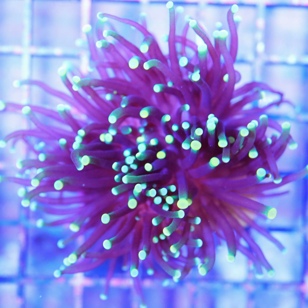 Rasta Torch – Seattle Corals