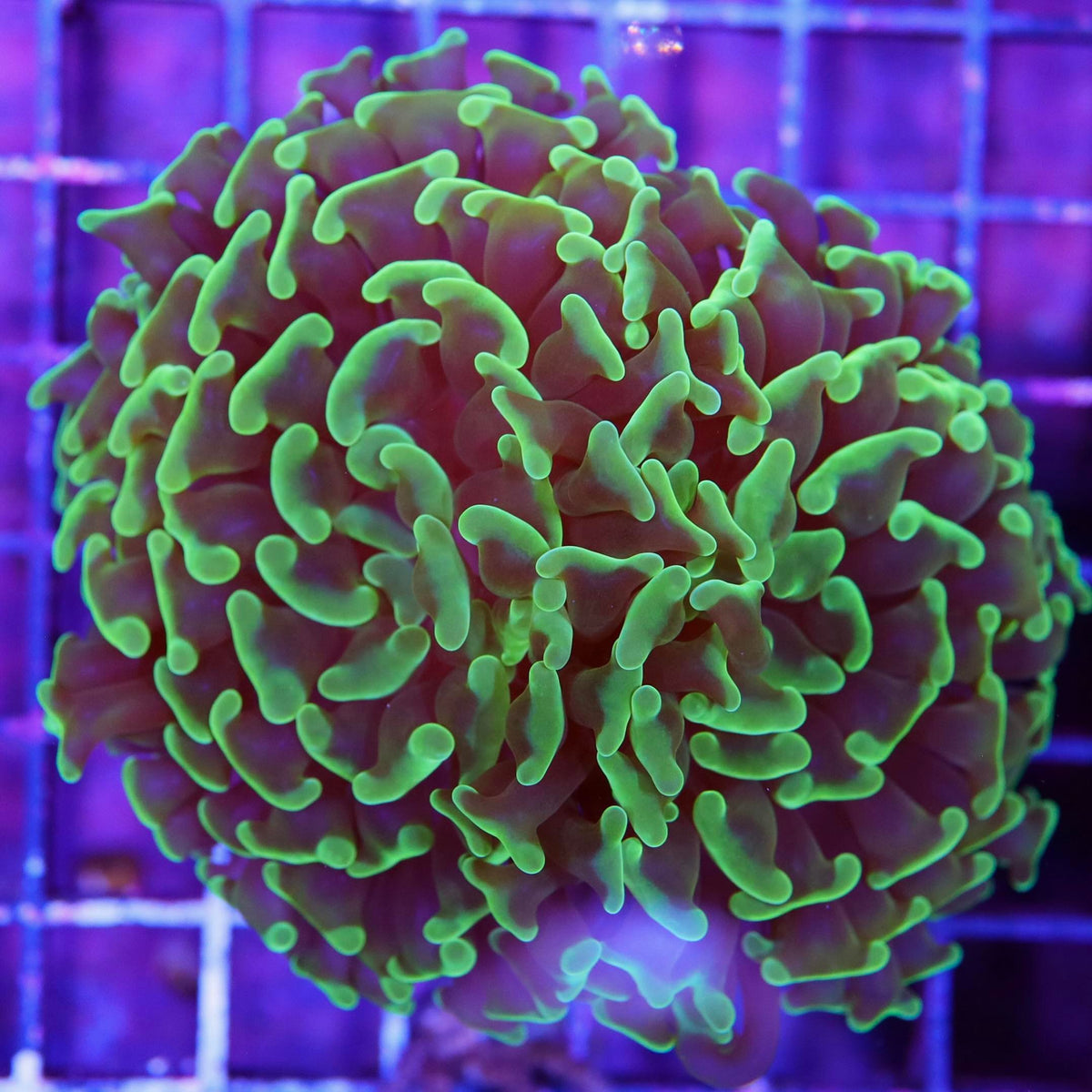 Cultured - Lemon Lime Branching Hammer – Seattle Corals