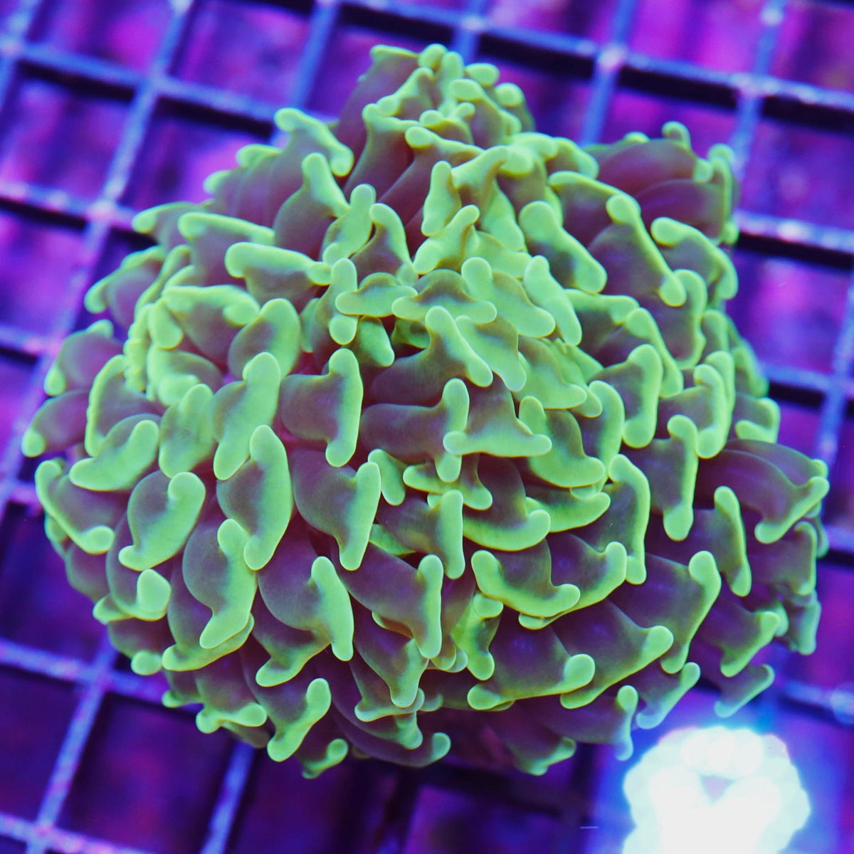 Lemon Lime - Branching Hammer Cultured – Seattle Corals