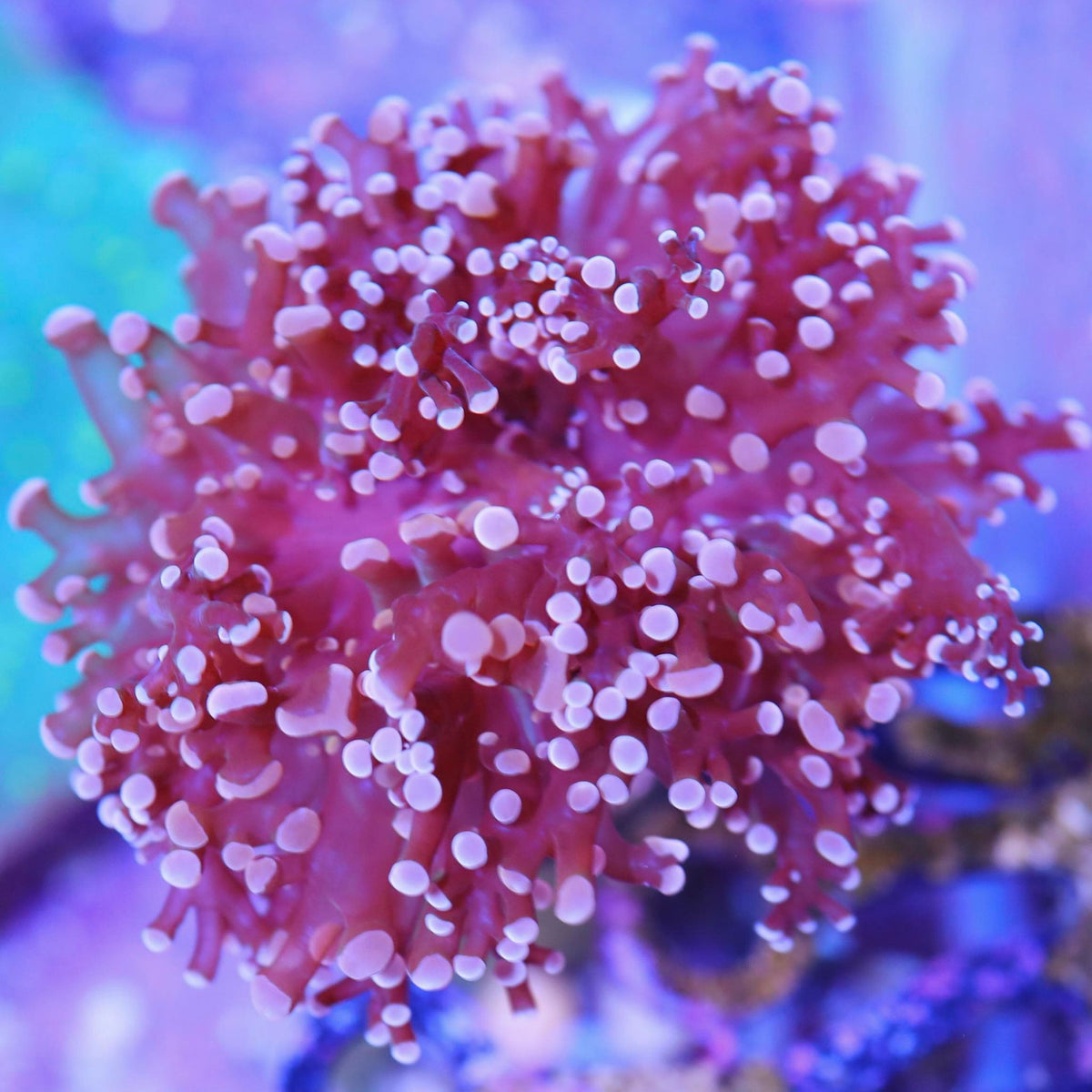 Orange Frogspawn Tank Grown – Seattle Corals