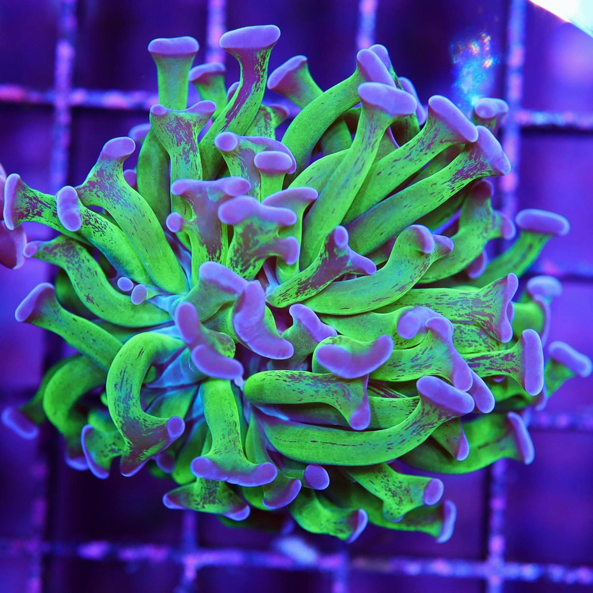 Hammer Purple Tank Grown – Seattle Corals