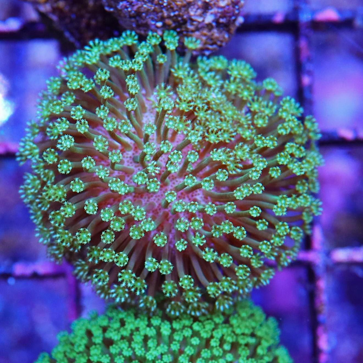 Toadstool Leather Flower Head – Seattle Corals