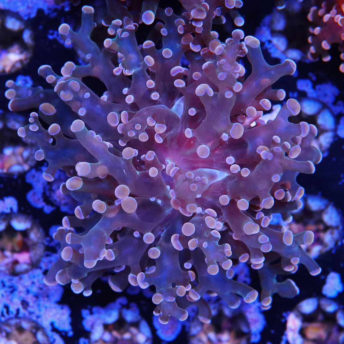 Frogspawn Orange Large Head Branching – Seattle Corals