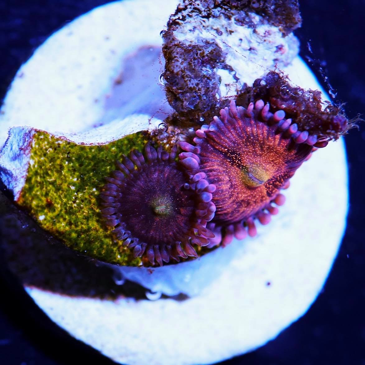 Seattle Assorted Zoa-Frag – Seattle Corals